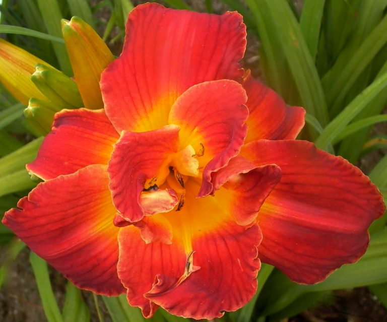 Red Explosion – The Blooming Farm