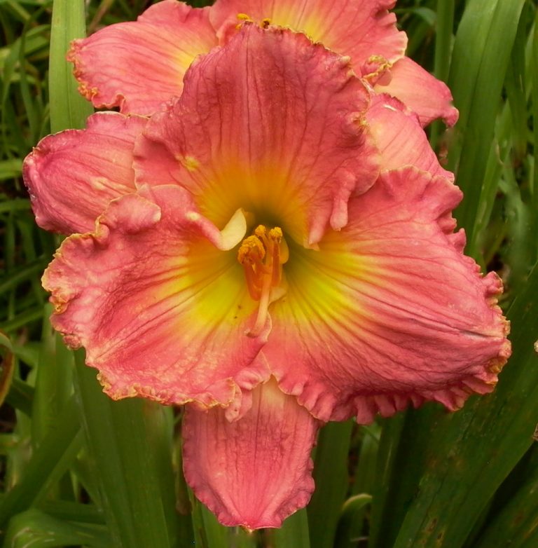 Romantic Splendor – The Blooming Farm